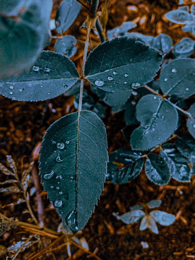 Dark blue tone leaf - PixaHive