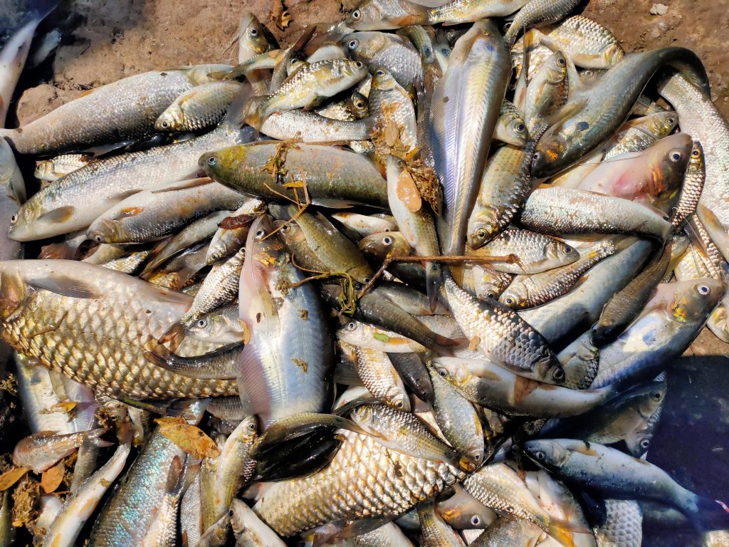Dead fish in a meat shop - PixaHive