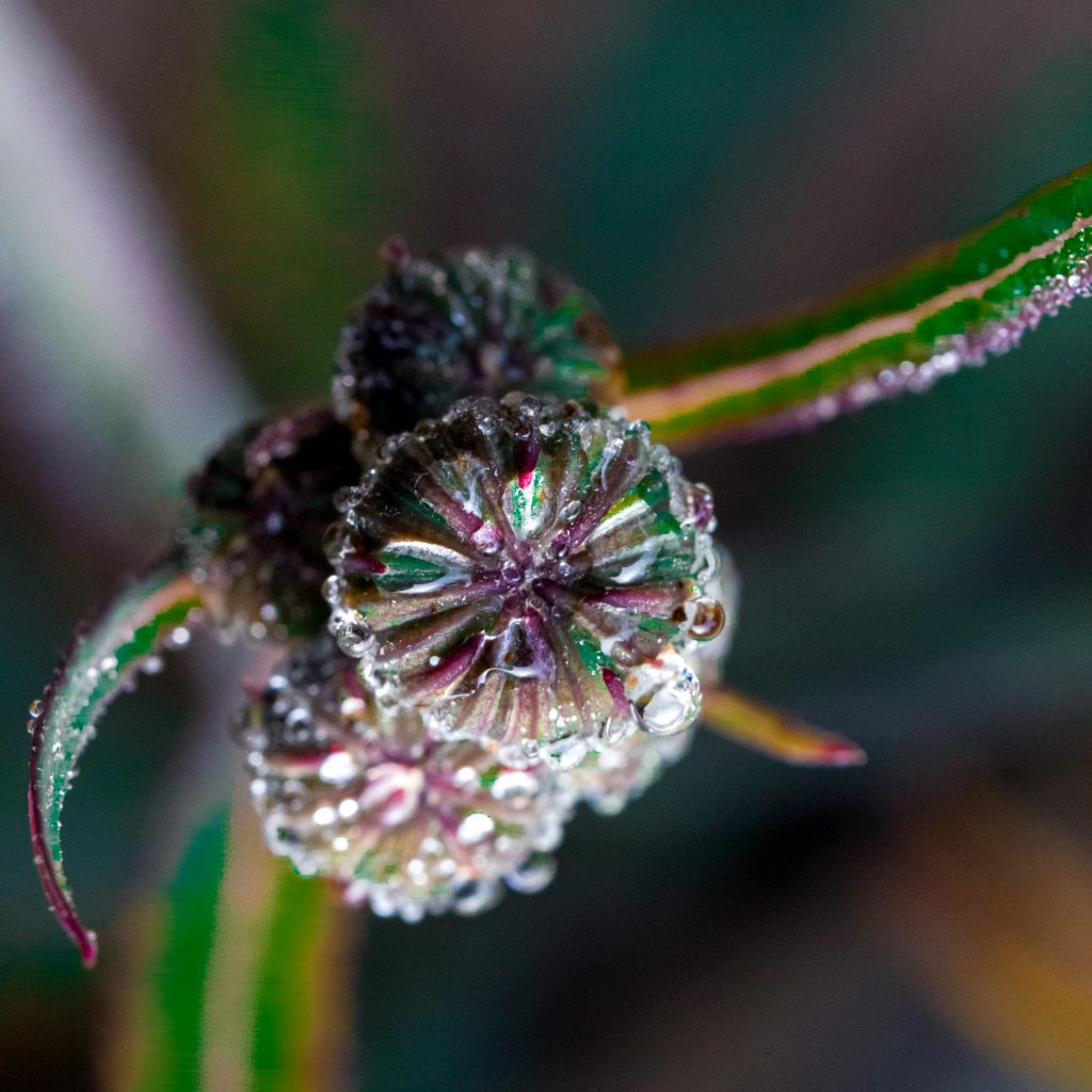 Dew drops on flowers - PixaHive