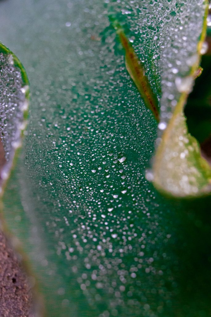 Dew drops on green leaf - PixaHive