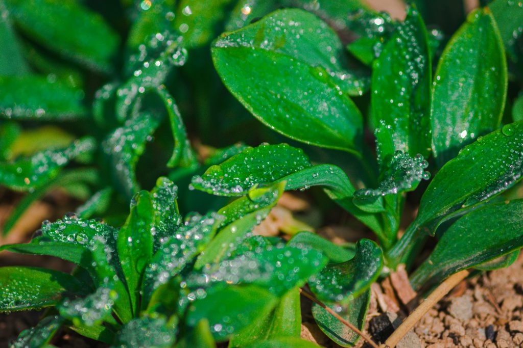 Dew drops on plant leaves - PixaHive