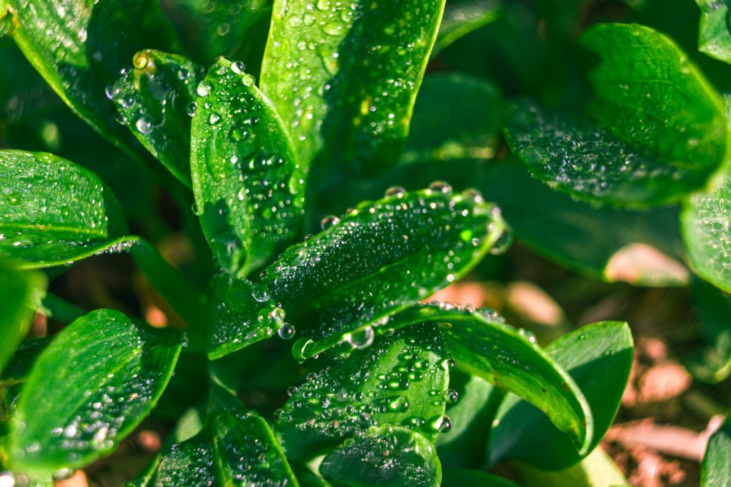 Dewdrops on green leaves - PixaHive