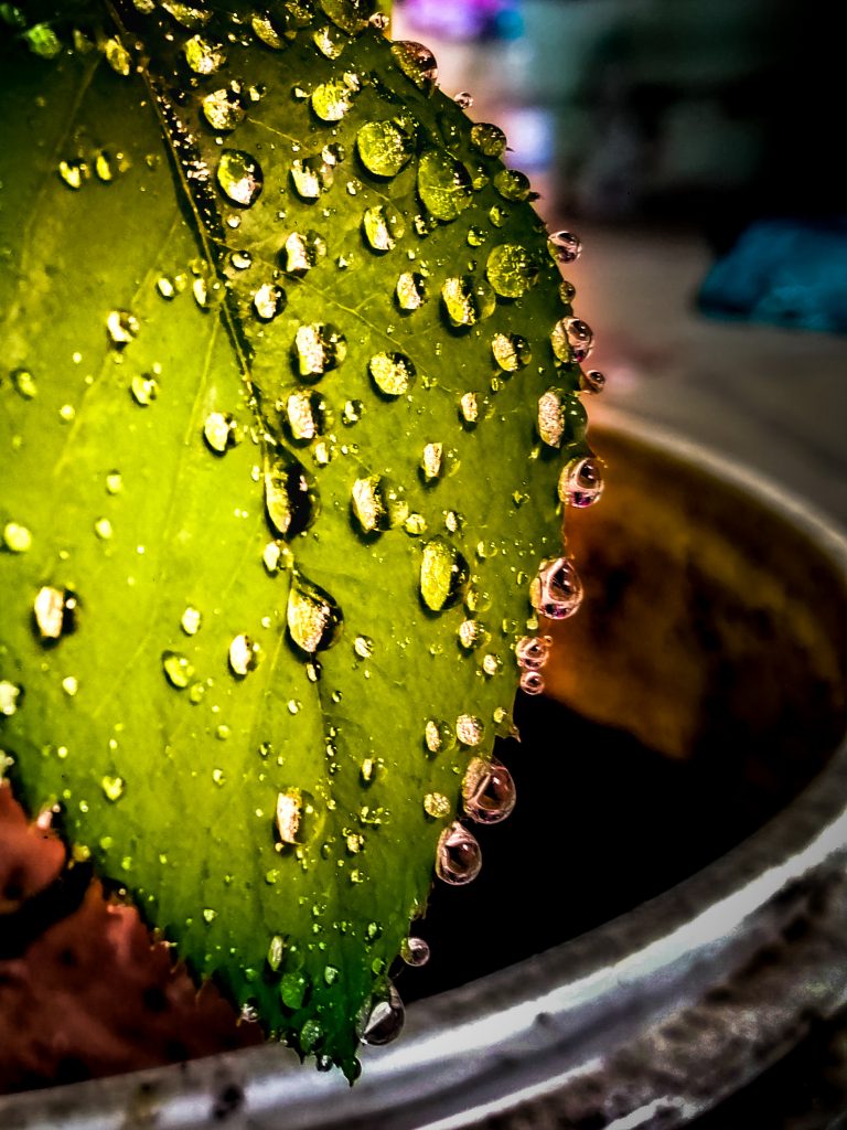 Water drops on a leaf - PixaHive