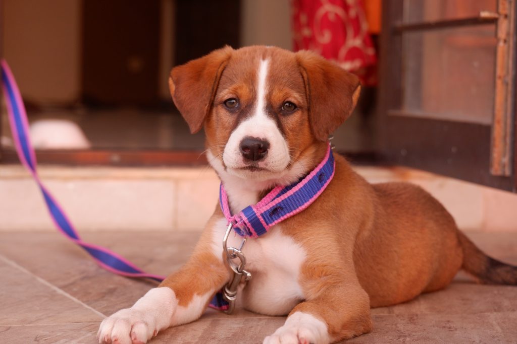 Dog tied with rope - PixaHive