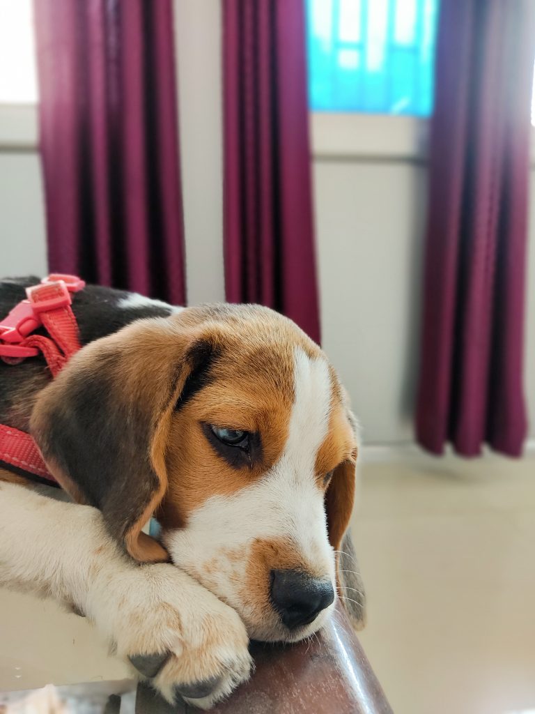 Dog waiting for his food - PixaHive