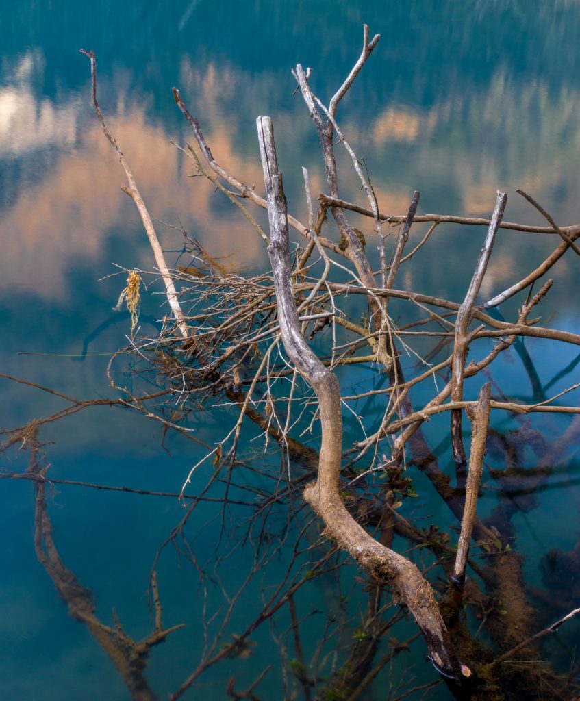 Dry branches of a plant - PixaHive