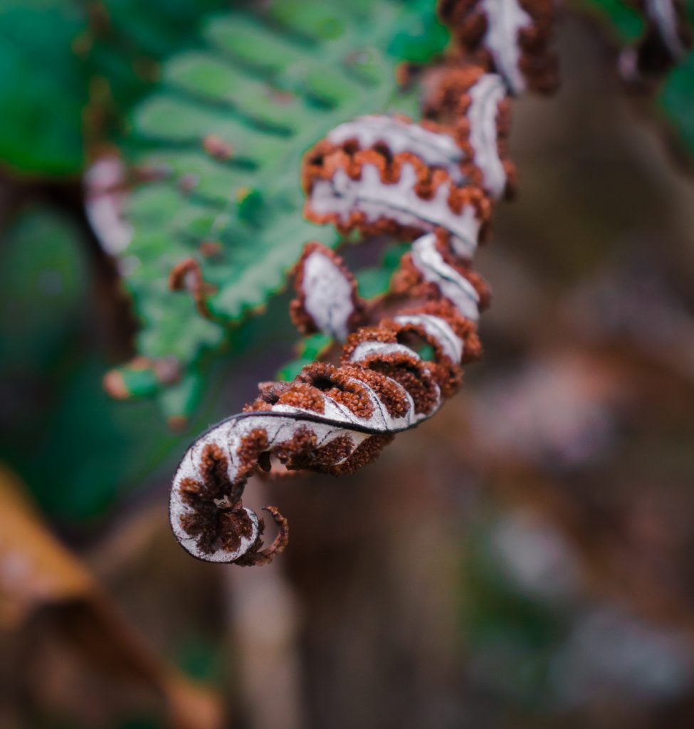 Dry leaf on plant - PixaHive