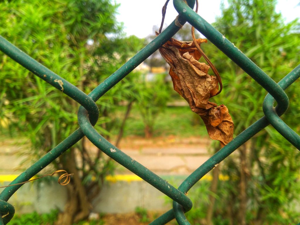 Dry leaf stuck in fence - PixaHive
