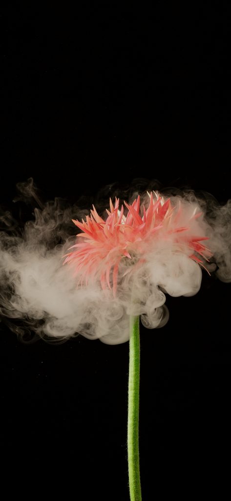 Flower and smoke - PixaHive