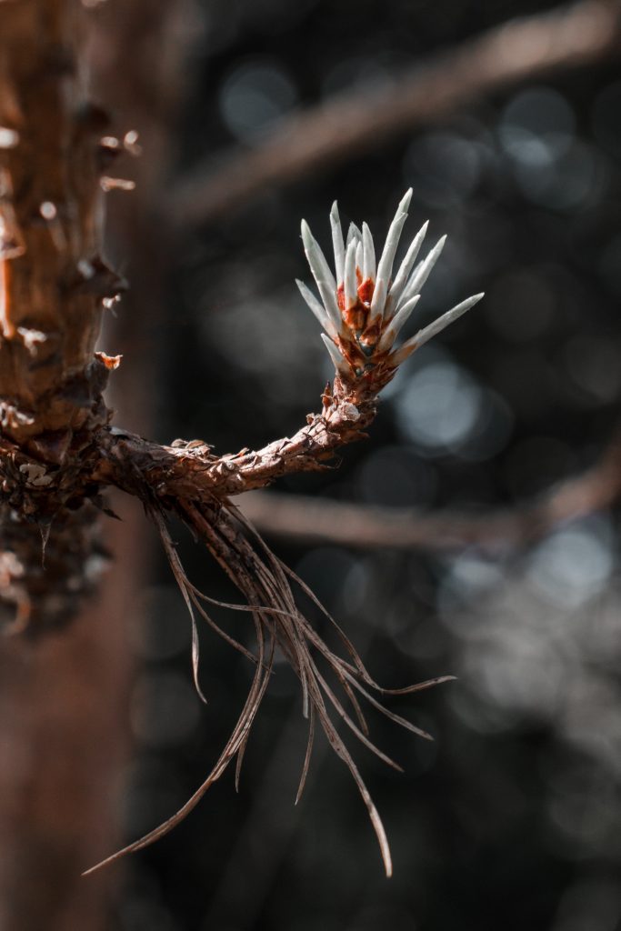 Flower of a pine tree - PixaHive
