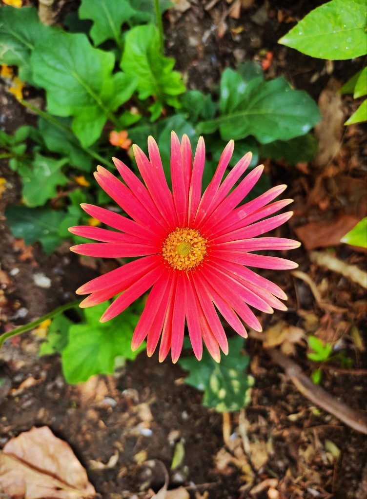Glorious flower in garden - PixaHive