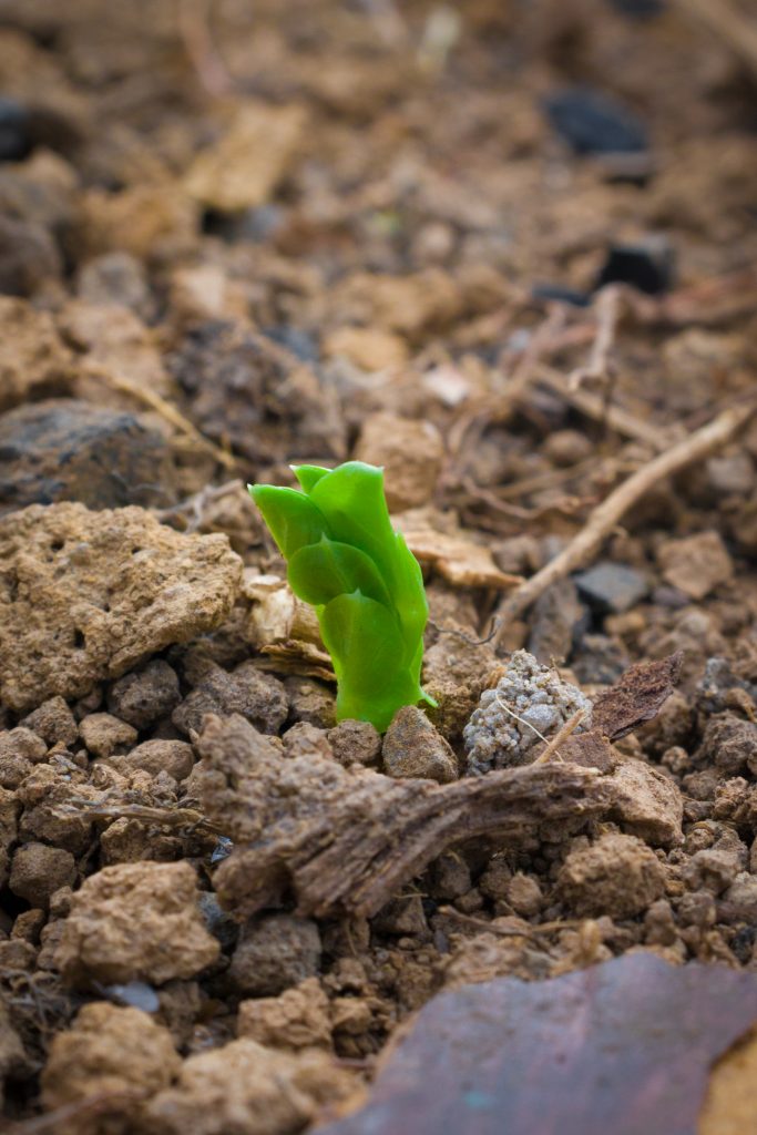 Green Sapling - PixaHive