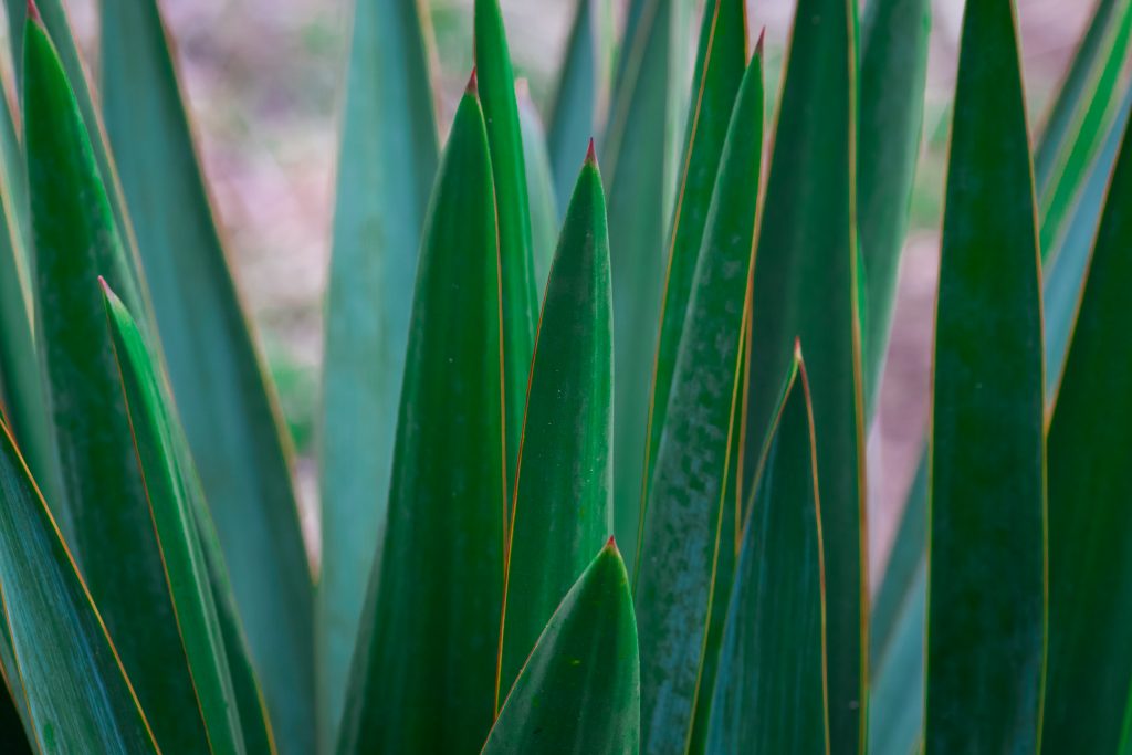 Green spiky plant - PixaHive