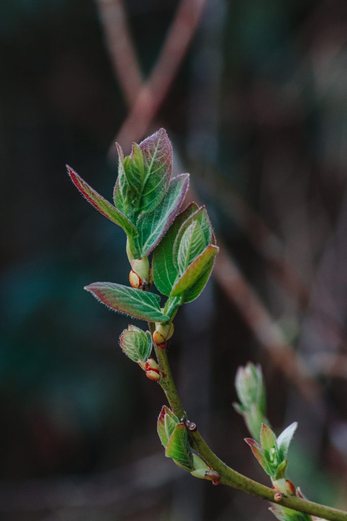 Green tiny plant - PixaHive