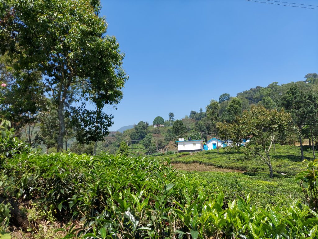 Greenery of a village - PixaHive