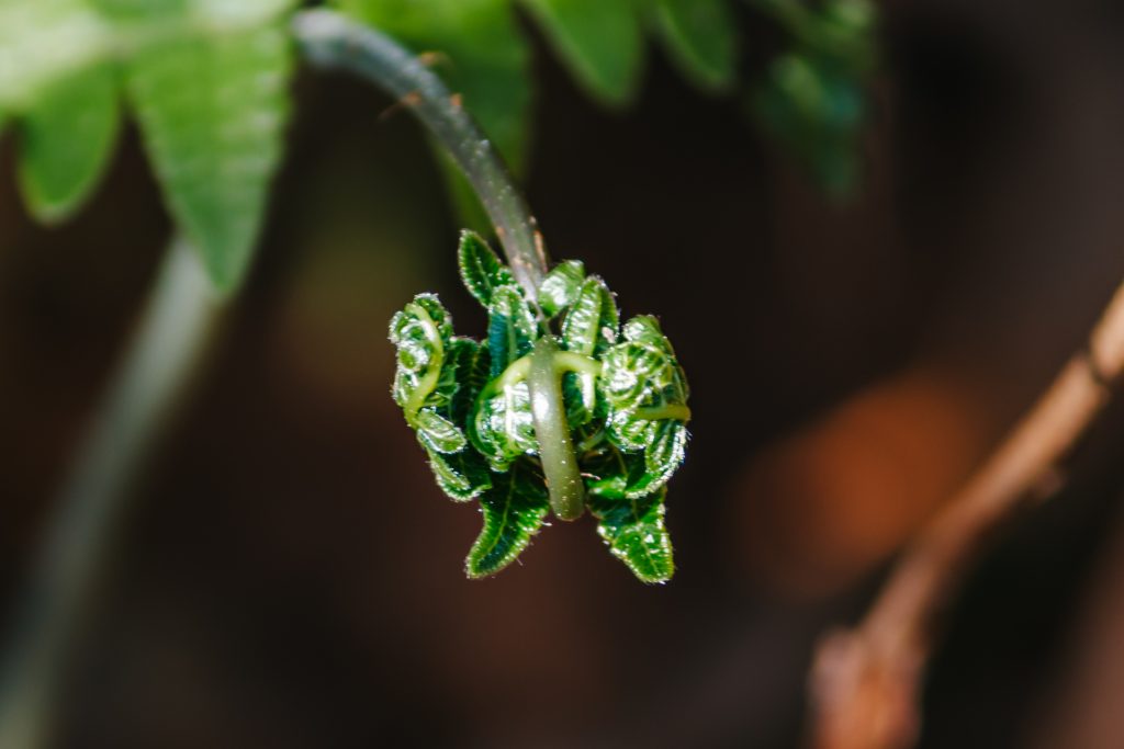 Growing leaves of a plant - PixaHive