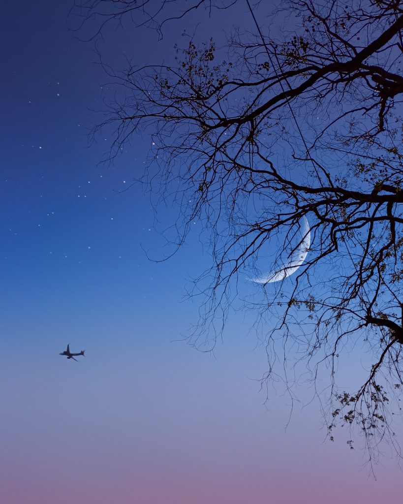 Half moon through the trees - PixaHive