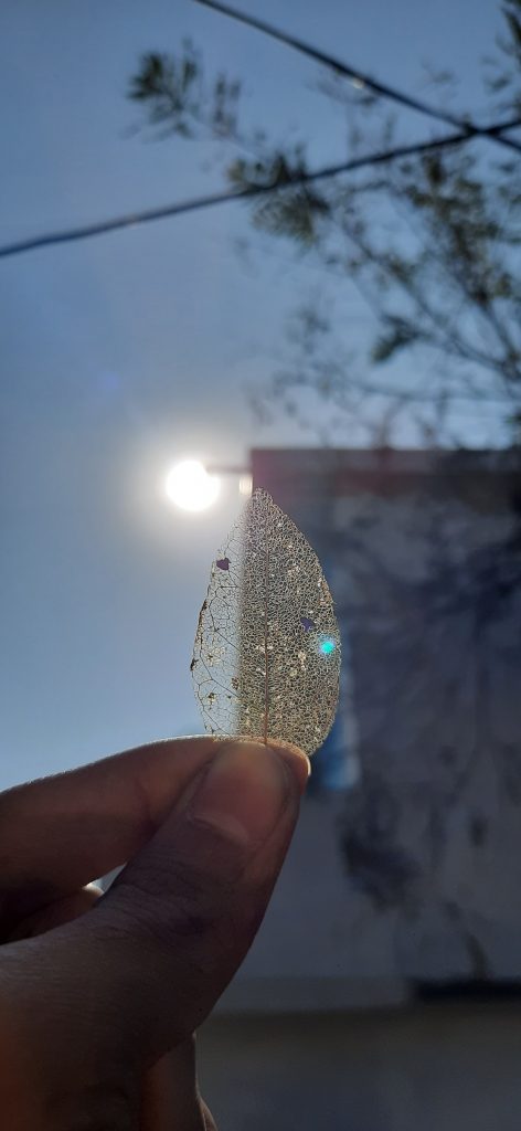 Holding a dry leaf - PixaHive