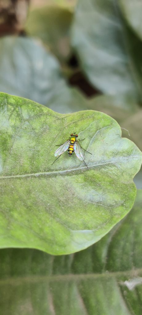 Housefly on the plant leaf - PixaHive