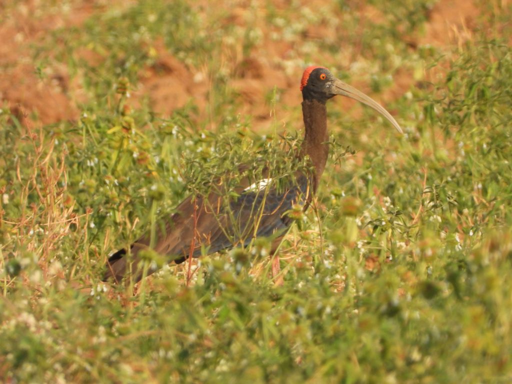 Ibis in the grassy farm - PixaHive