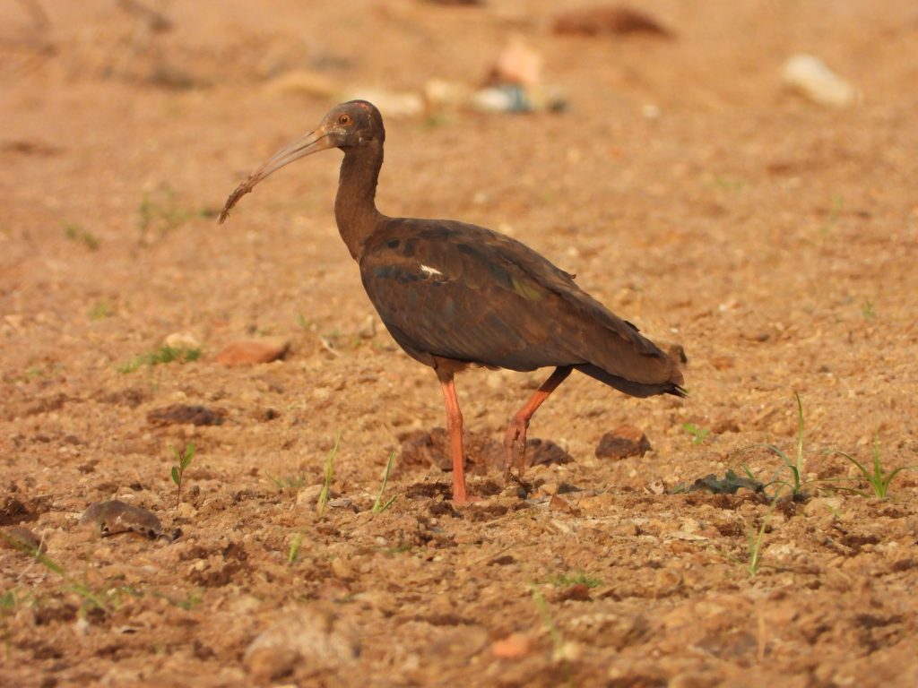 An Ibis bird - PixaHive