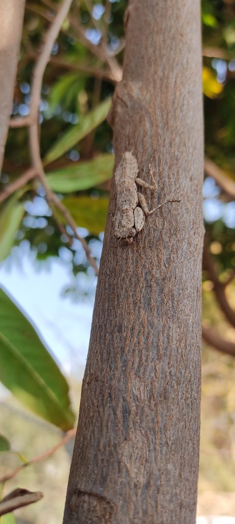 Insect on the tree trunk - PixaHive