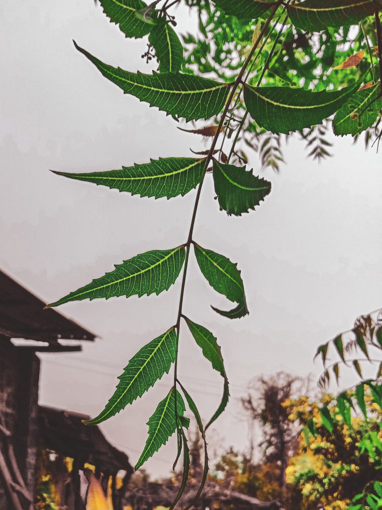 Leaf green photography dark edit - PixaHive