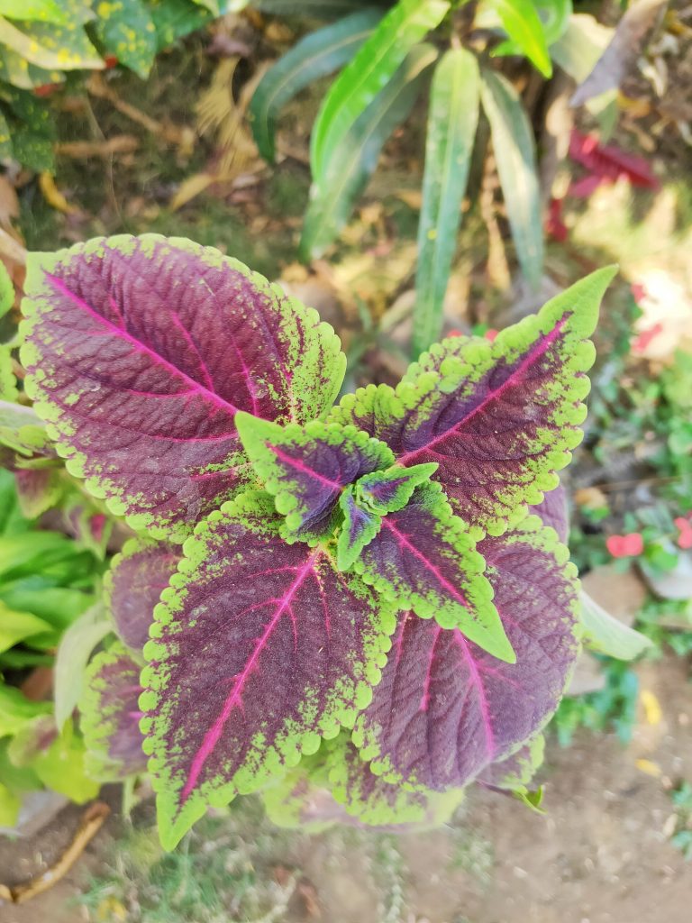 Leaves of a plant - PixaHive