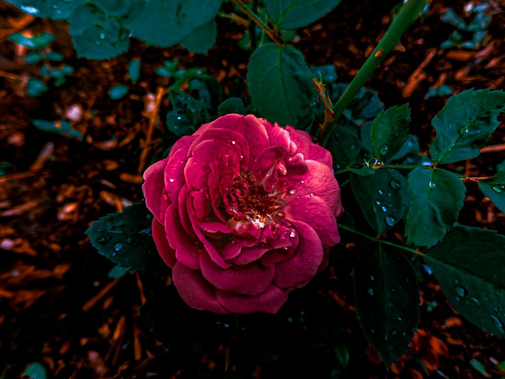 Moisture on a red rose - PixaHive