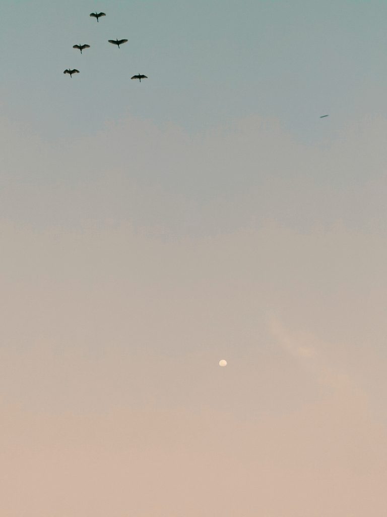Moon and birds - PixaHive