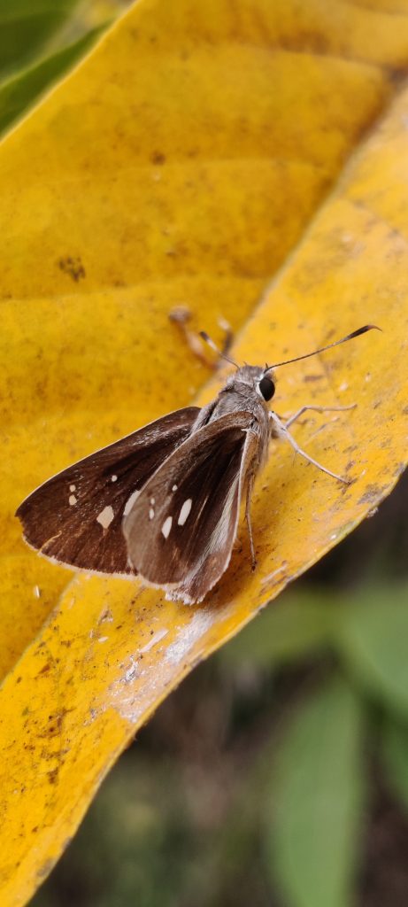 Insect on yellow leaf - PixaHive