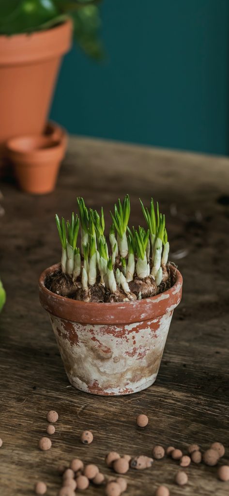 Onions roots - PixaHive