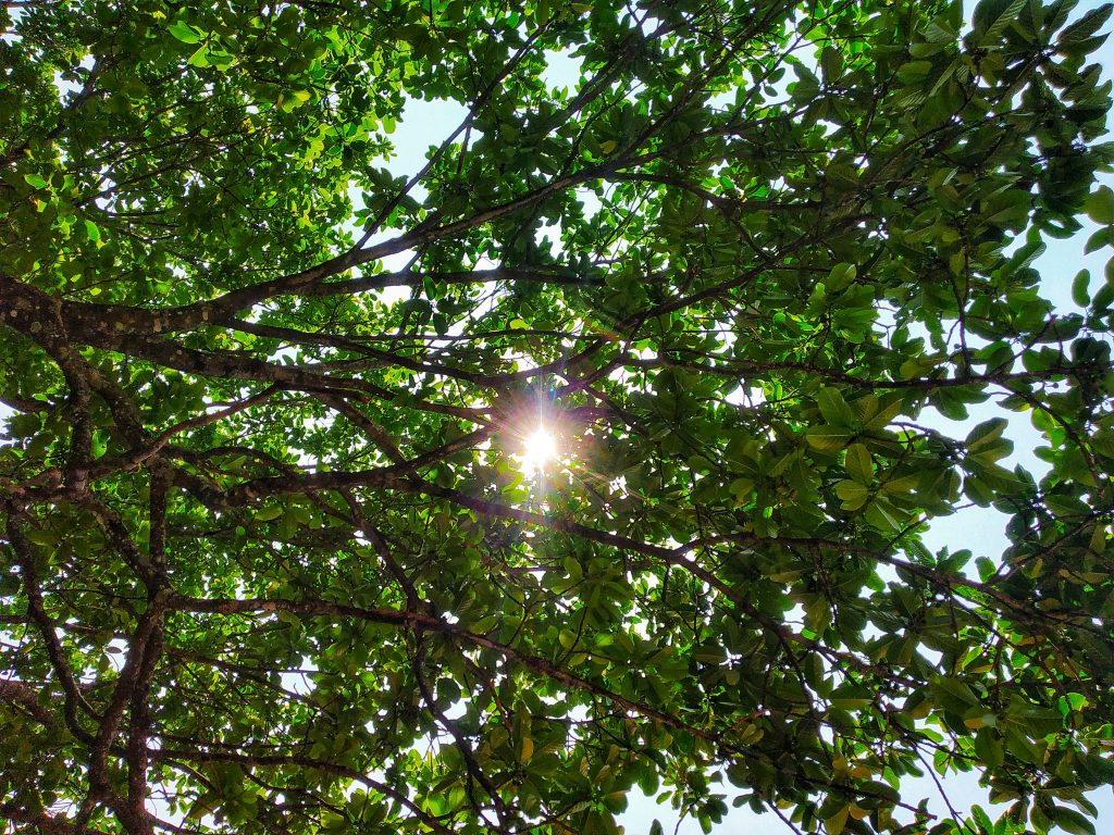 Orange tree at kothagiri - PixaHive
