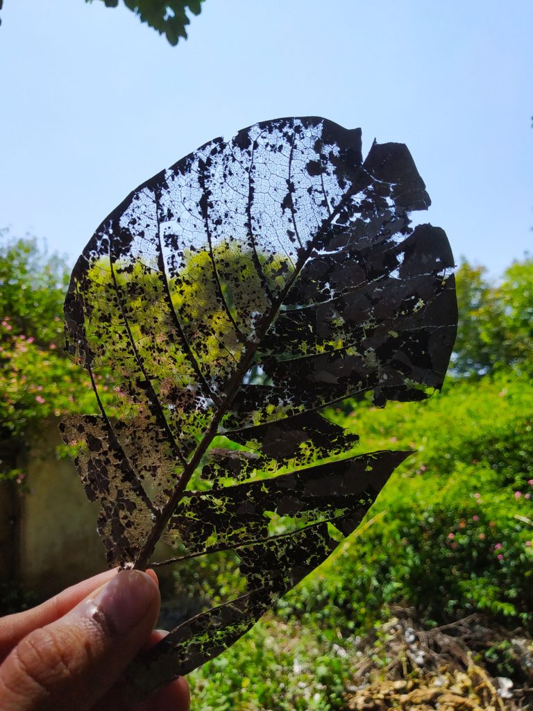 Orange tree leaf on top of hill station - PixaHive