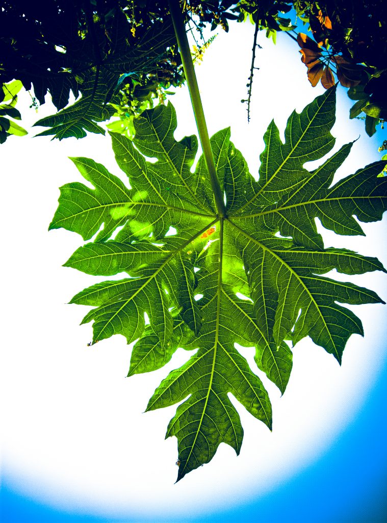 Papaya tree leaves - PixaHive