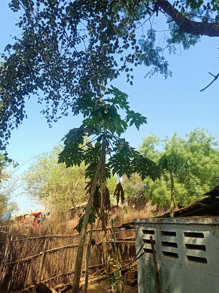 Papaya tree under a big tree - PixaHive