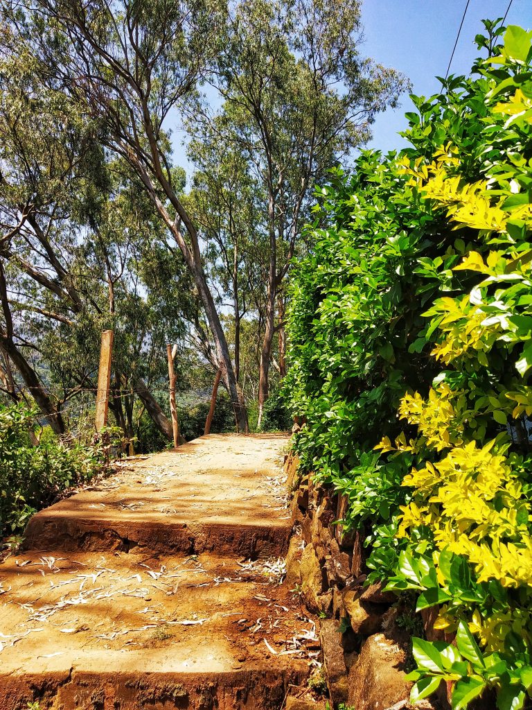 Path way in the garden - PixaHive