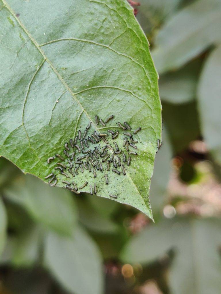 Pests on plant leaf - PixaHive
