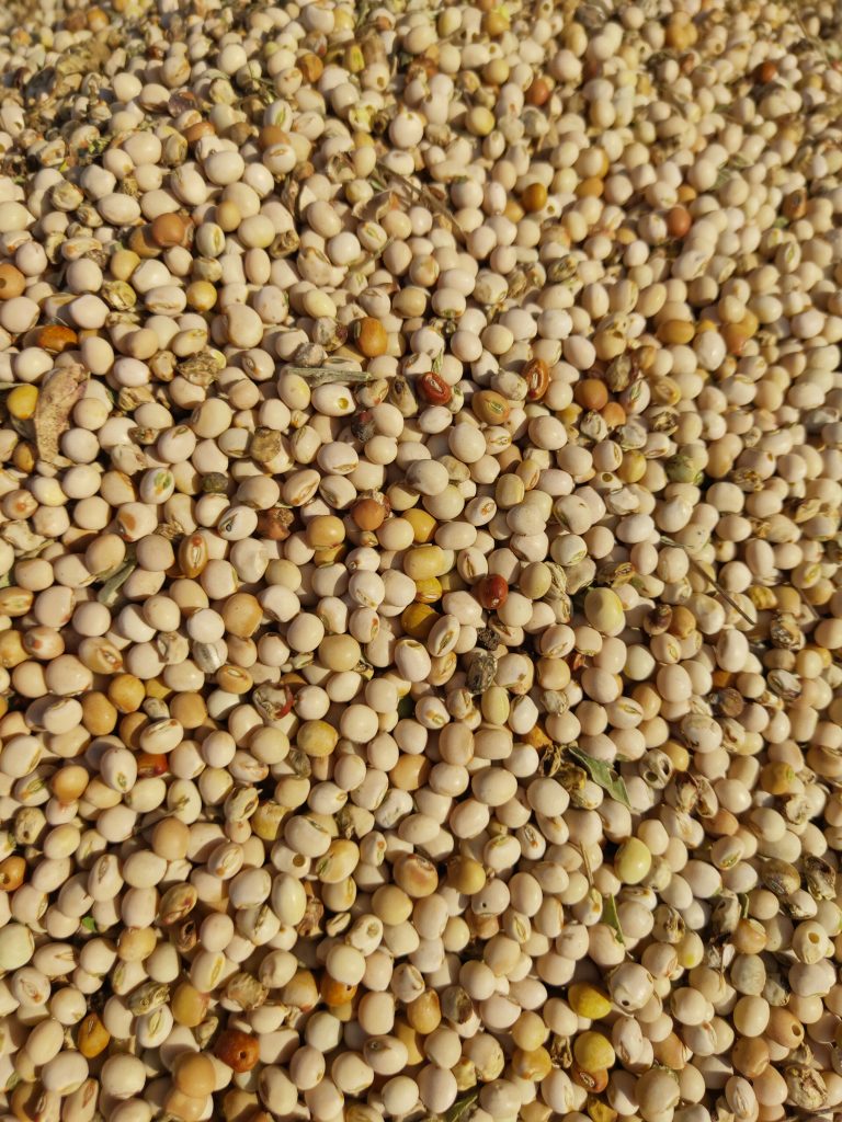 Pigeon pea seeds - PixaHive