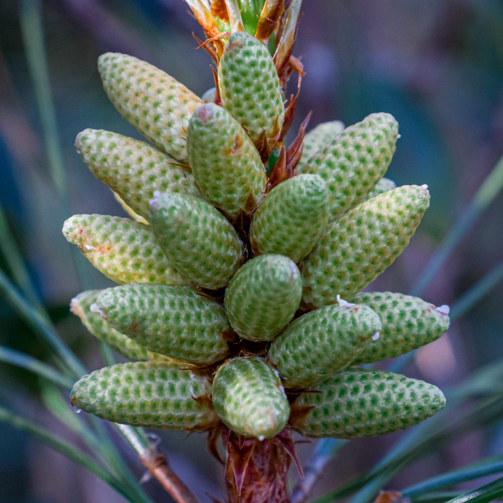 Pine cone - PixaHive