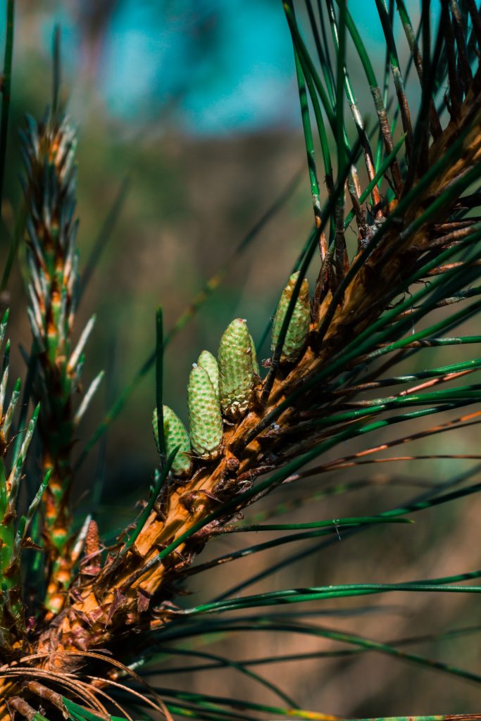 Pine cone - PixaHive