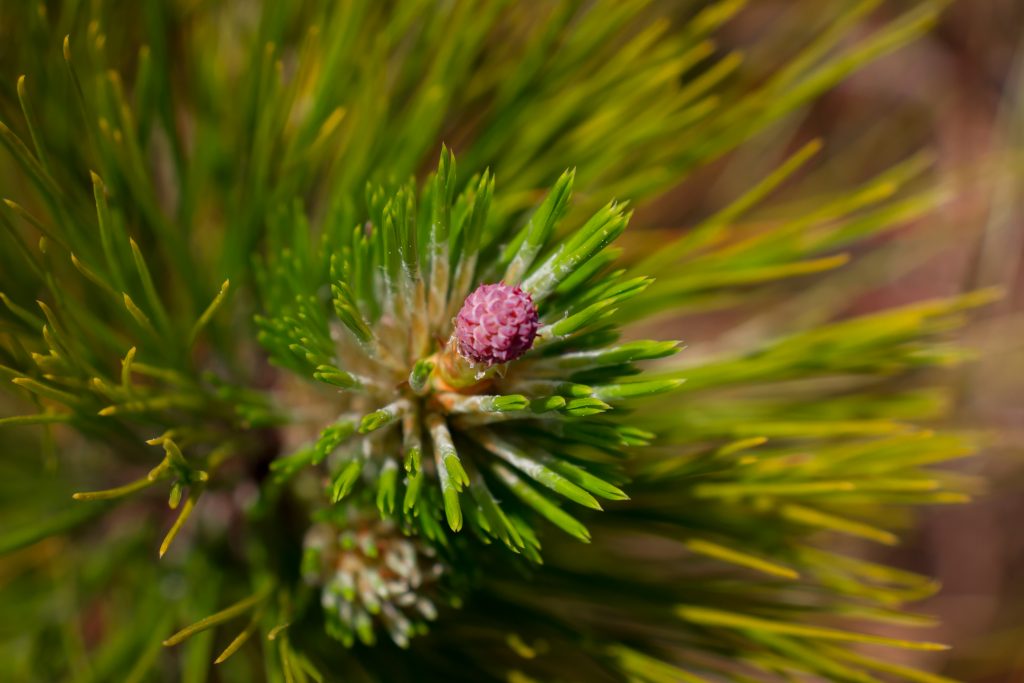Growing pine tree leaves - PixaHive