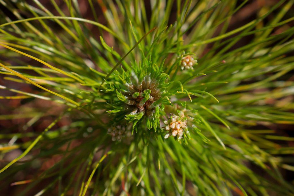 Pine leaves - PixaHive