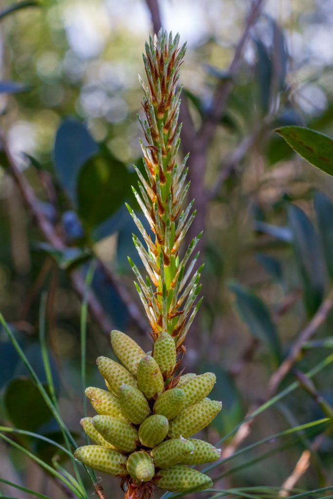 Pine tree seeds - PixaHive