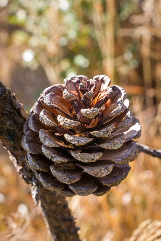 Pine seeds - PixaHive