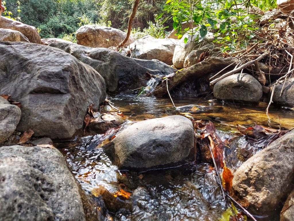 River flowing through forest - PixaHive