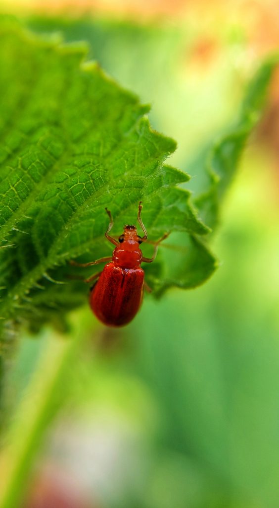 Red Bug on the plant leaf - PixaHive