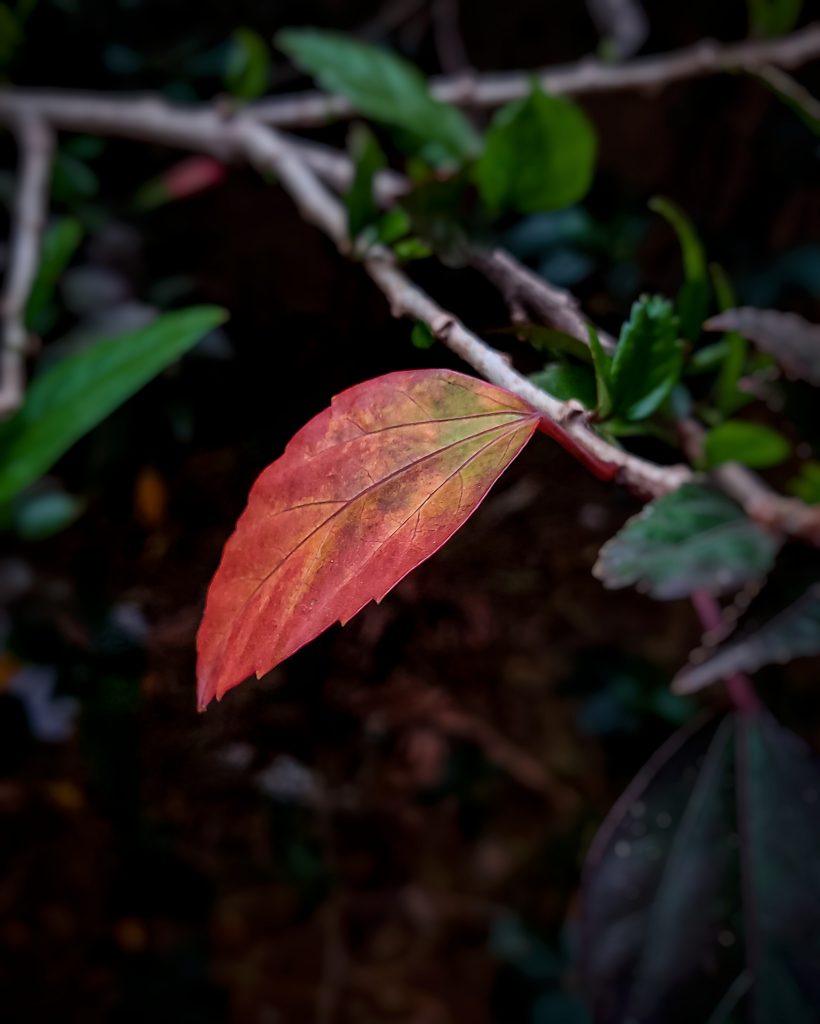 Red leaf between green leaf - PixaHive