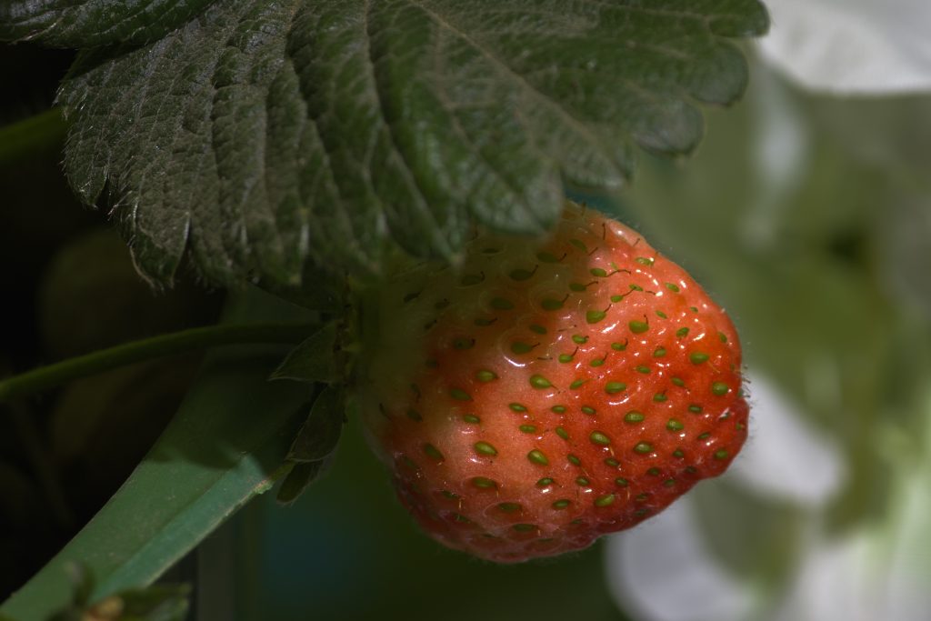 Red strawberry - PixaHive