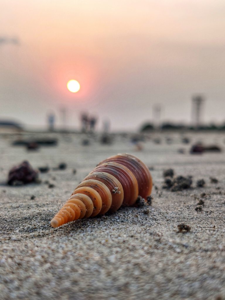 Sea shell in sunlight - PixaHive